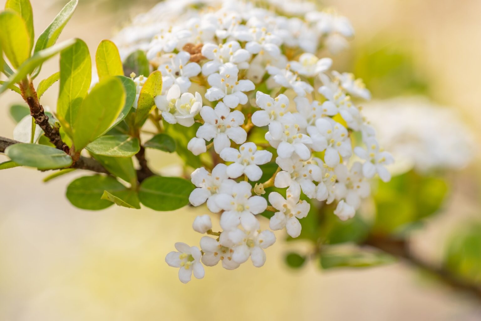 These 10 Florida Plants Resist Root Rot In Poor Drainage