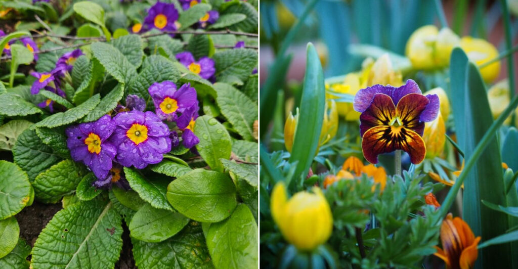These 11 Flowers Bloom Even In Oregon's Chilly Spring Rain