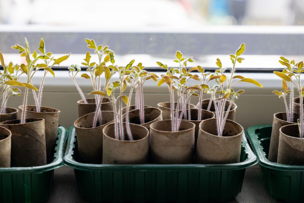 These 7 Toilet Paper Roll Tricks Make Seed Starting Easy