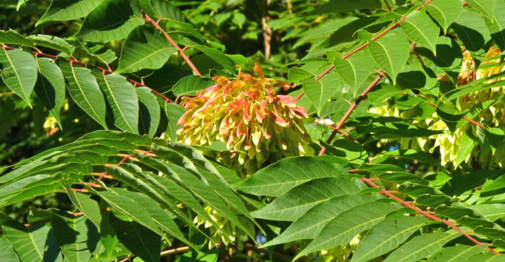 These 9 Aggressive Plants Could Cause Trouble In Oregon Yards