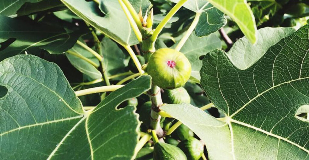 These 9 Fruit Trees Thrive In Pots And Are Perfect For Small ...