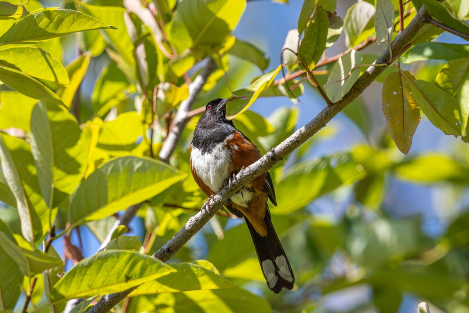 These 9 Simple Steps Help Protect Backyard Birds In Oregon