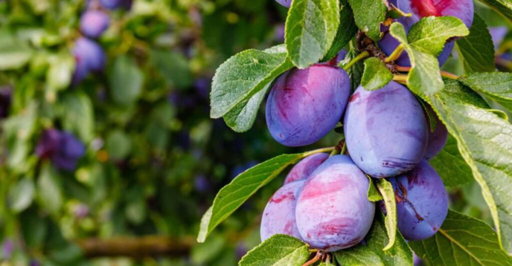 These Fruit Trees And Berry Bushes Are Perfect For Late Winter Planting ...