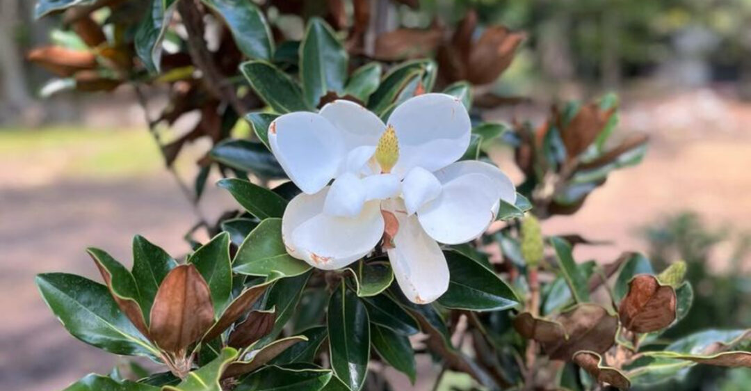 These Slow-Growing Plants Are The Ones That Stay Neat And Easy Across Texas