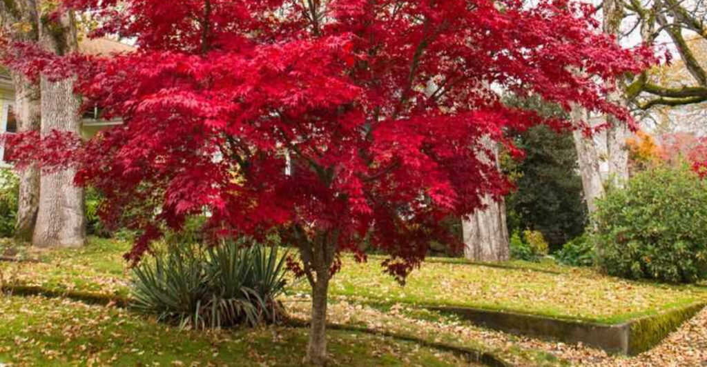 These Trees In Georgia Could Get You Fined If You Don’t Remove Them