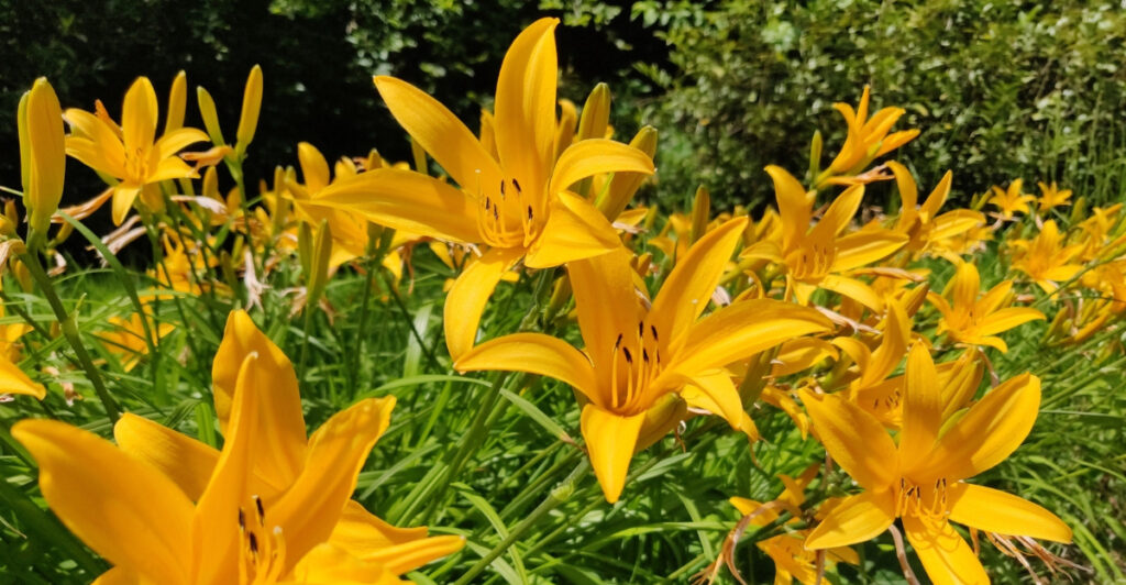 These Yellow Perennials Bring Lasting Color To Michigan Gardens