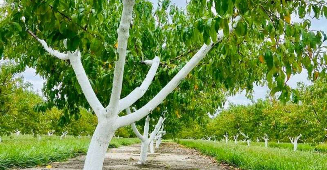 This Is How A Simple Paint Job Helps Fruit Trees Thrive In Nevada