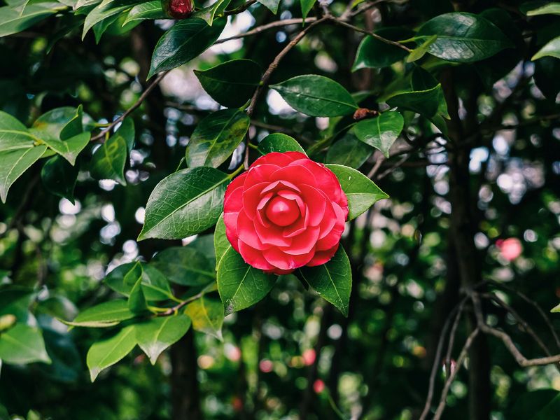 This Is The Best Time To Prune Camellias In Florida For More Spring Blooms
