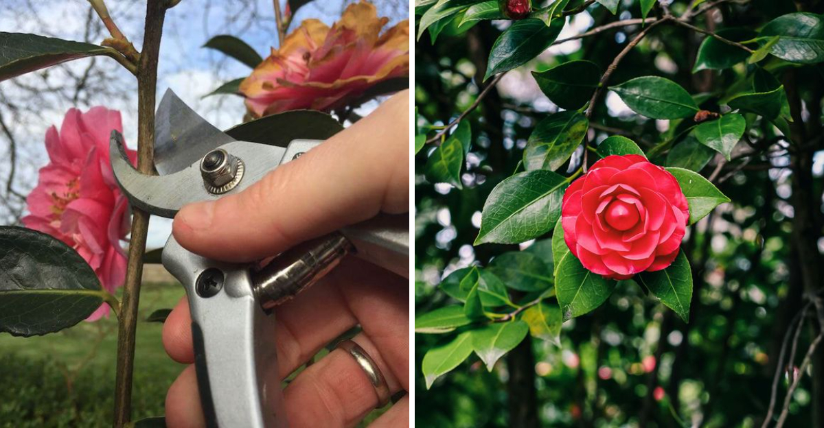 This Is The Best Time To Prune Camellias In Florida For More Spring Blooms