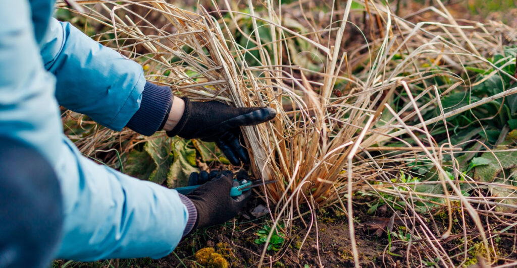 This One January Yard Task In South Carolina Makes Spring Yard Work Easier