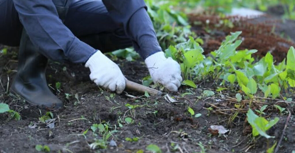 This One January Yard Tidy-Up In Arizona Saves Hours Of Work In Spring