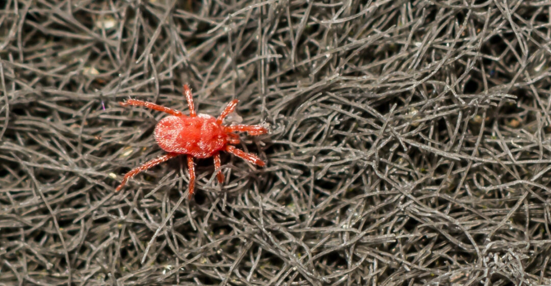 Tiny Red Bugs Everywhere in Utah Yards? Here’s What’s Really Going On