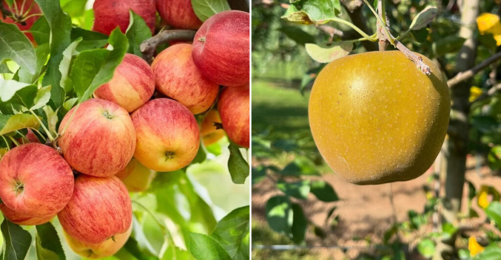 Top 10 Apple Trees That Thrive In Oregon Backyards
