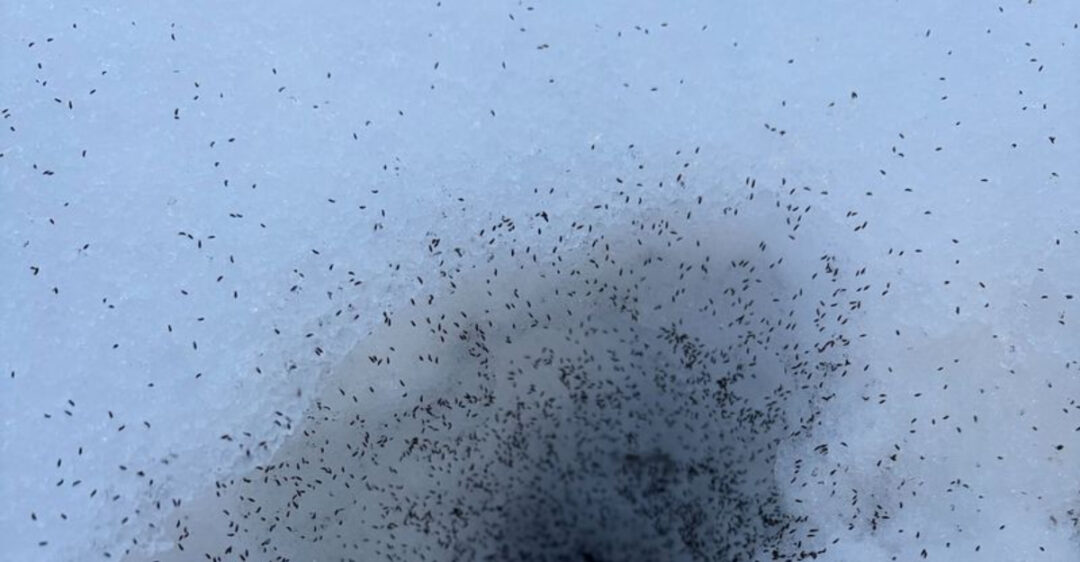 Vermont Gardeners Keep Spotting These Small Insects In The Snow