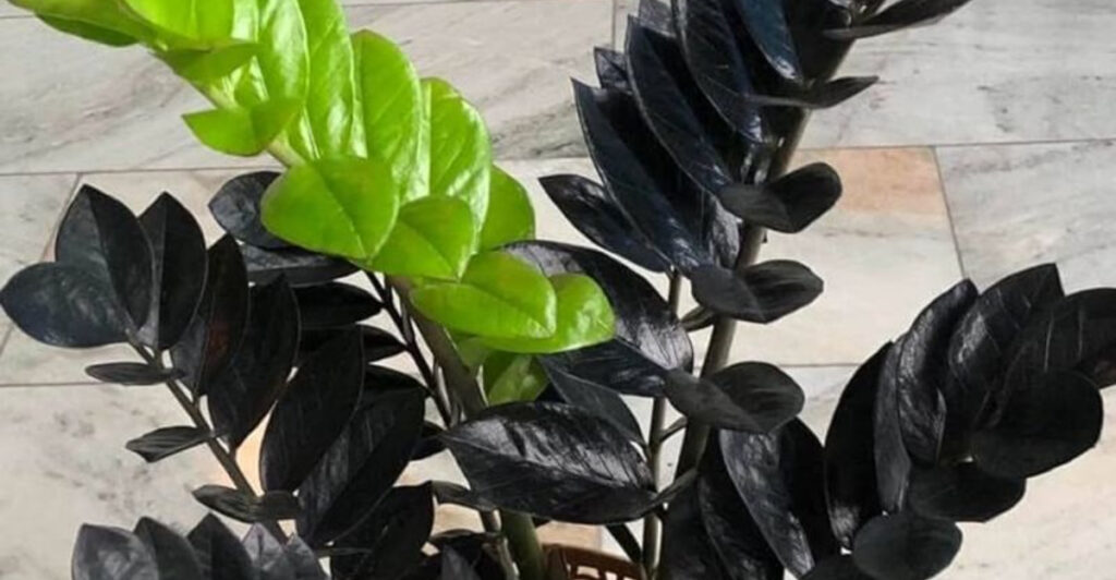 Vets Warn Florida Pet Owners About These Surprisingly Toxic Houseplants