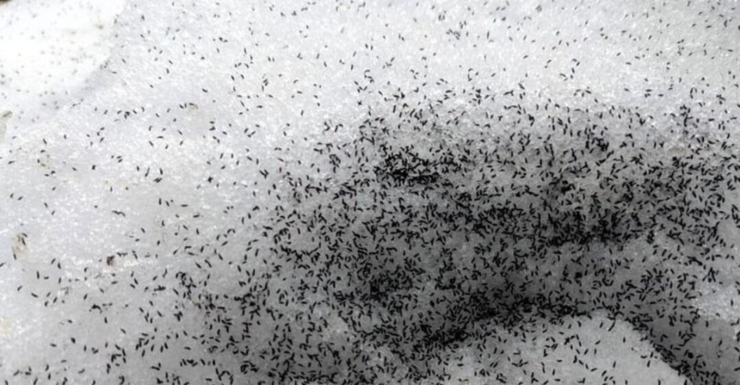 What Are The Small Insects New York Gardeners Keep Spotting In The Snow