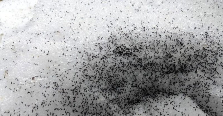 What Are The Small Insects New York Gardeners Keep Spotting In The Snow