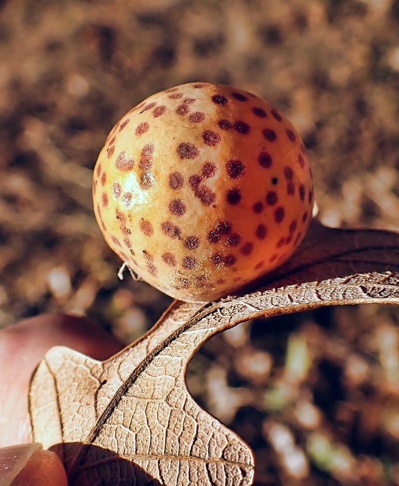 This Strange Tree Growth Is Showing Up Across Alabama — And It’s Not ...