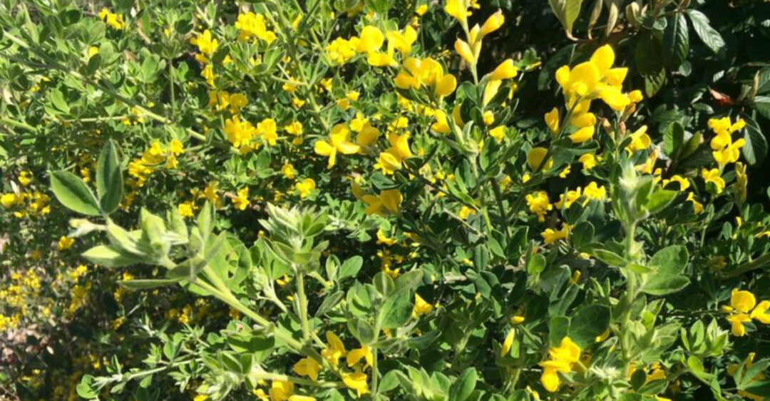 What You Need To Know About The Dangerous Shrub Showing Up In ...