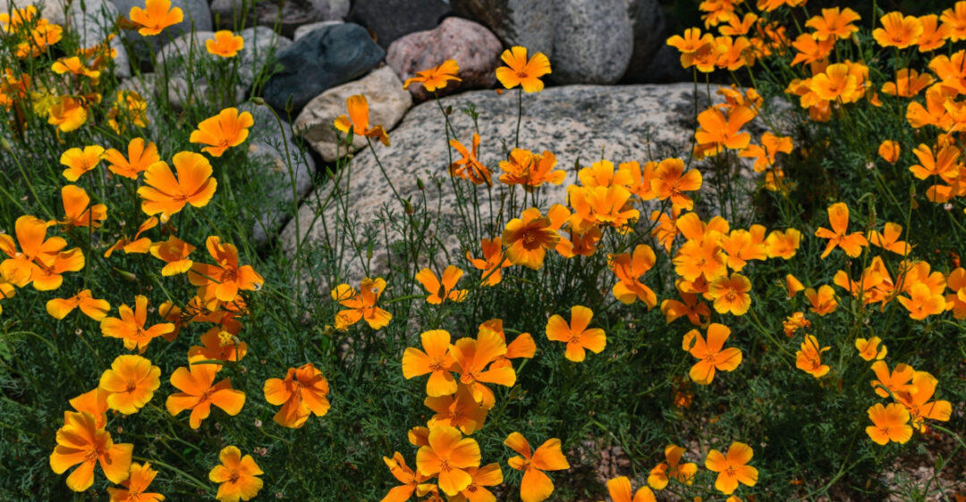 When To Start Gardening For The Best Planting Results In California