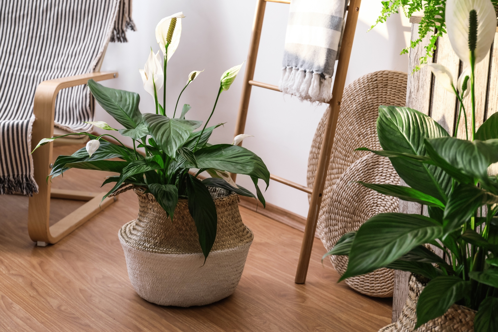 Where Feng Shui Experts Say A Peace Lily Belongs In New York Apartments ...