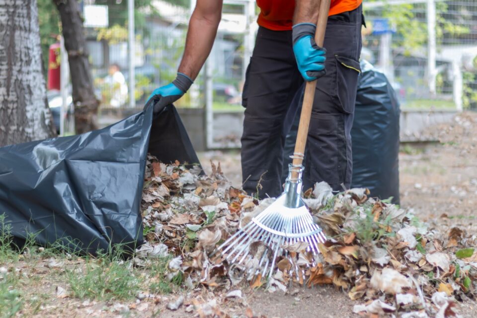 Who Handles Yard Cleanup When Leaves Fall From A Neighbor’s Tree In Indiana