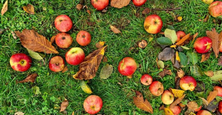 Who Is Responsible When A Neighbor's Tree Drops Fruit Into Your Yard In ...