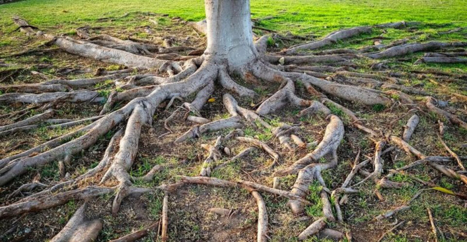 Who Is Responsible When A Neighbor's Tree Roots Damage Your Illinois Yard