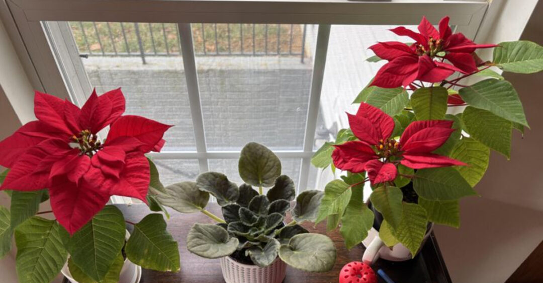 Why Minnesota Homes Put Holiday Plants To The Ultimate Test And What Helps
