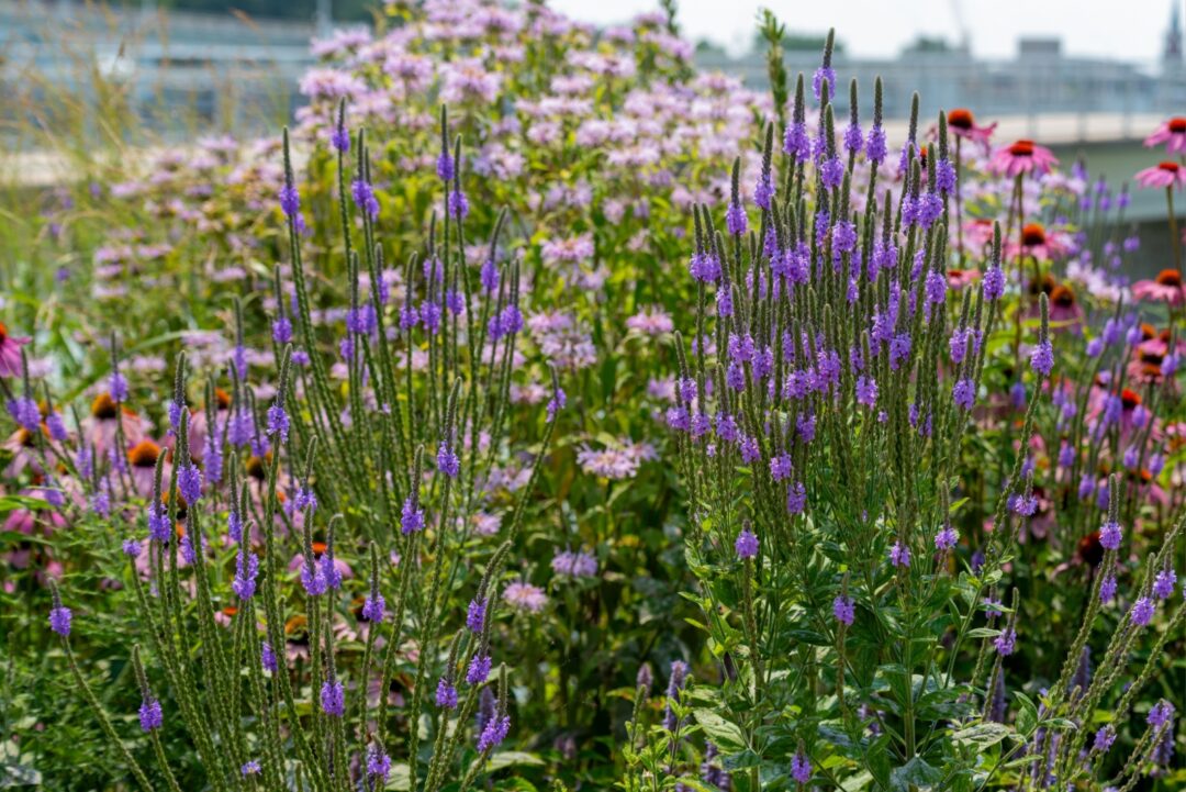 Why Planting Native Species Is The Smart Choice For Minnesota Gardens ...