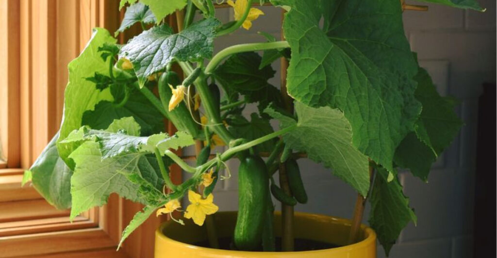 Yes, You Can Grow Cucumbers Indoors, Here’s How Gardeners In Washington ...