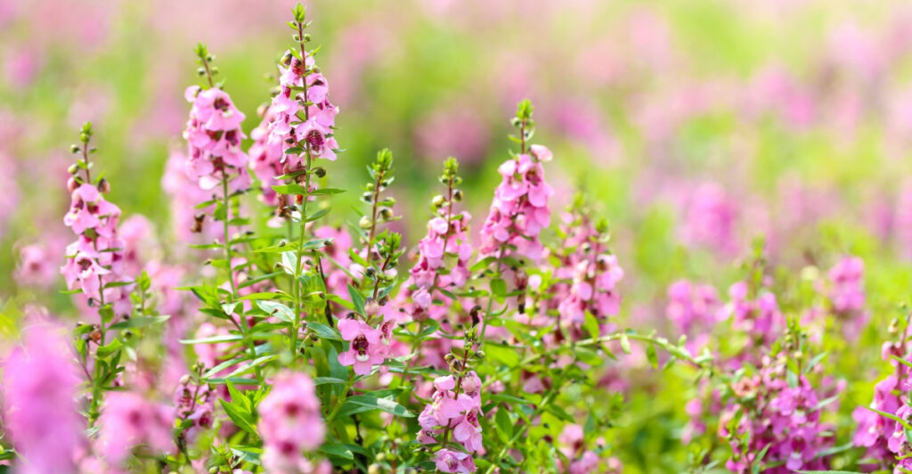 10 Plants To Add To Your Florida Garden In March For Fast Color
