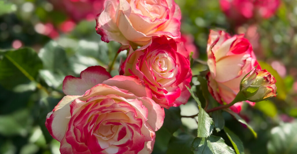 10 Stunning Bicolor Flowers You Can Grow In Oregon