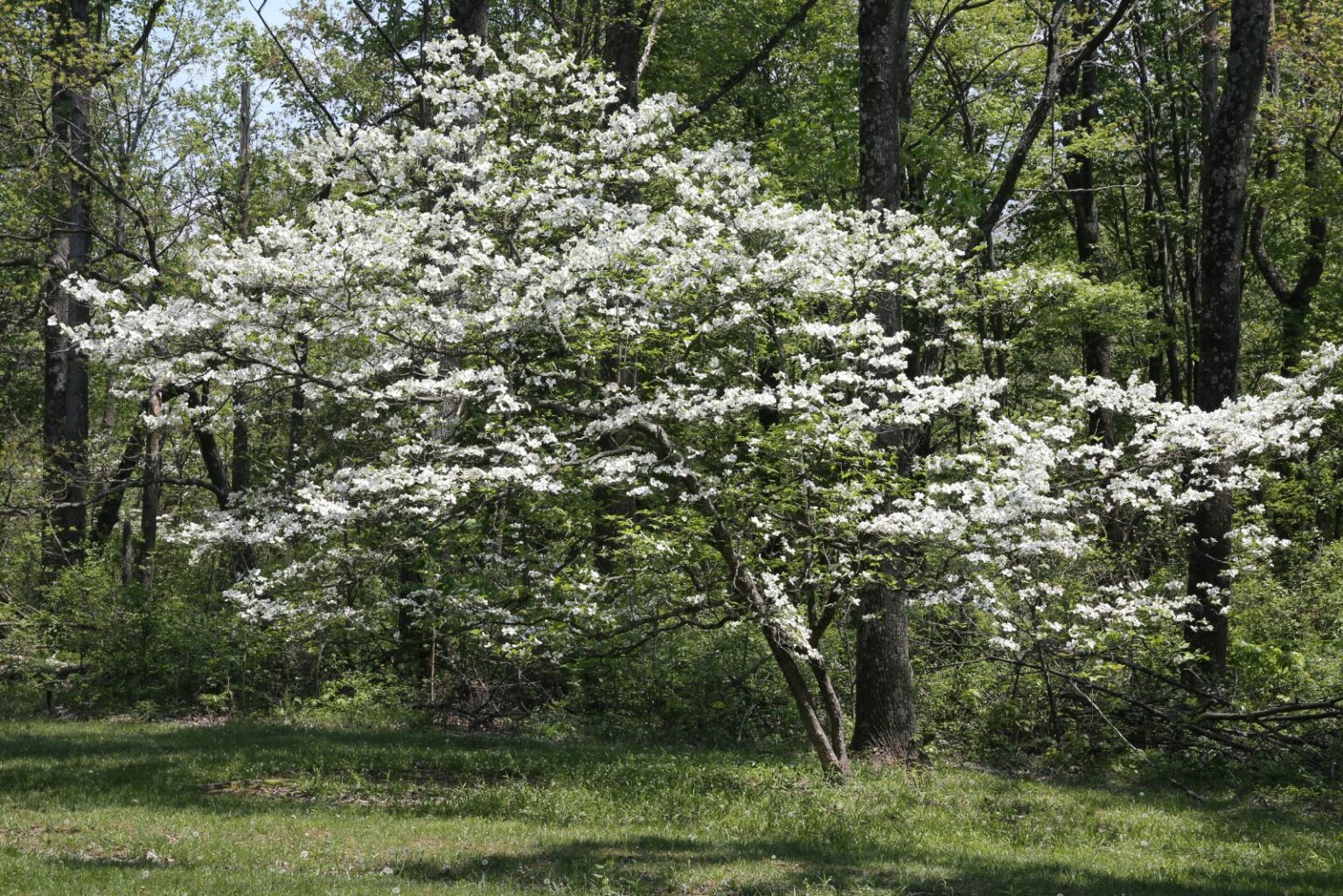 13 Backyard Trees That Stay Small But Provide Big Shade Ideal For Michigan