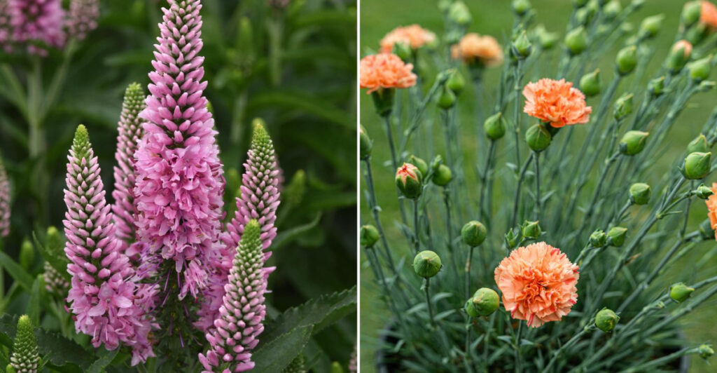 2026's Best New Sun Perennials For Oregon Gardens