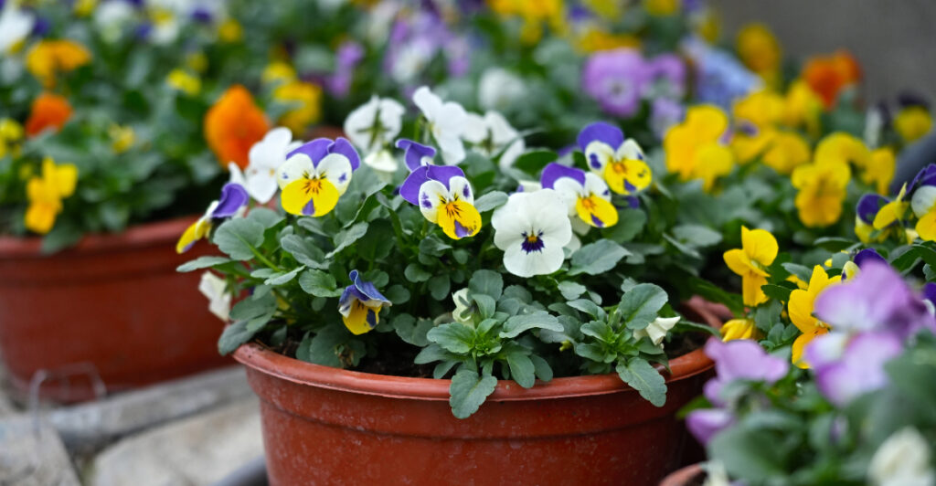 7 Easy Ways To Grow Violas In Containers During Arizona's Cool Season