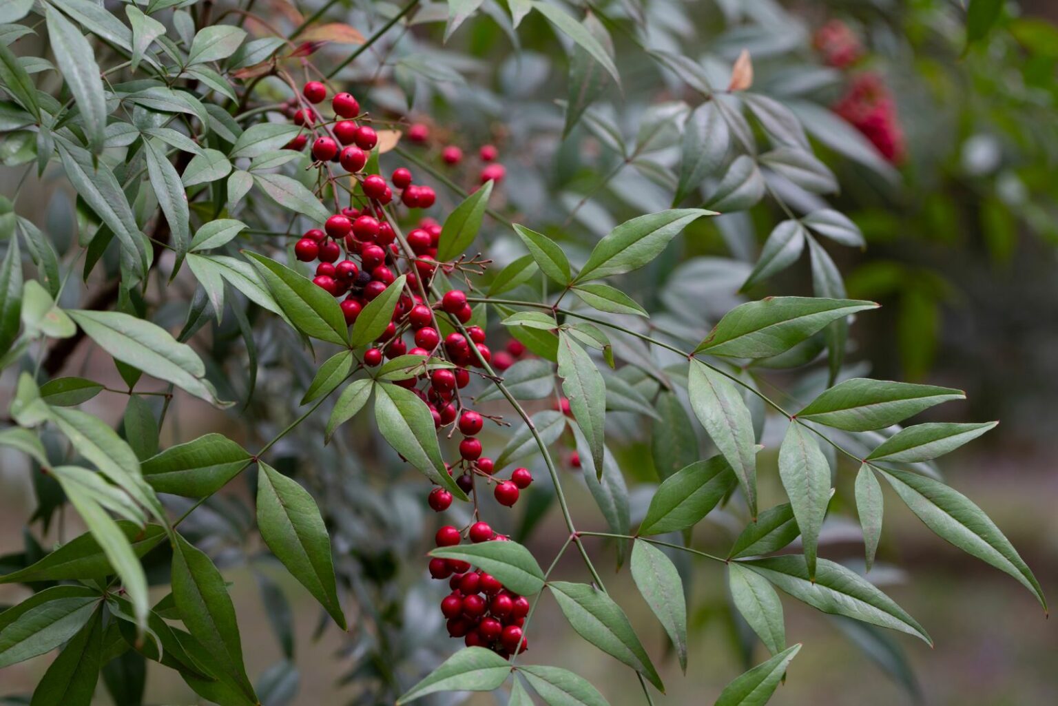 7 Invasive Plants Texas Gardeners Should Remove Immediately