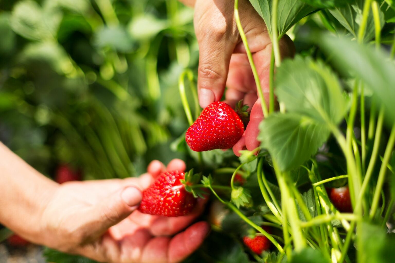 7 Pro Tips For Growing Big, Juicy Strawberries At Your Texas Home