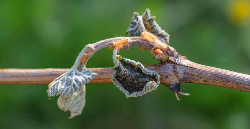 7 Signs Your Plant Is Beyond Saving After February Cold Damage In Florida