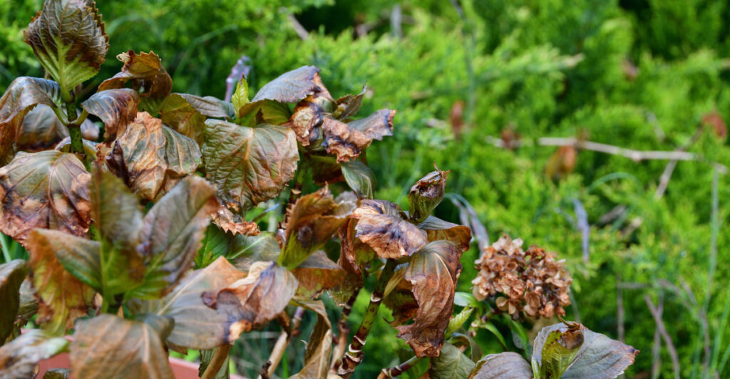 7 Things To Do Right After Frost Damage In Oregon Gardens