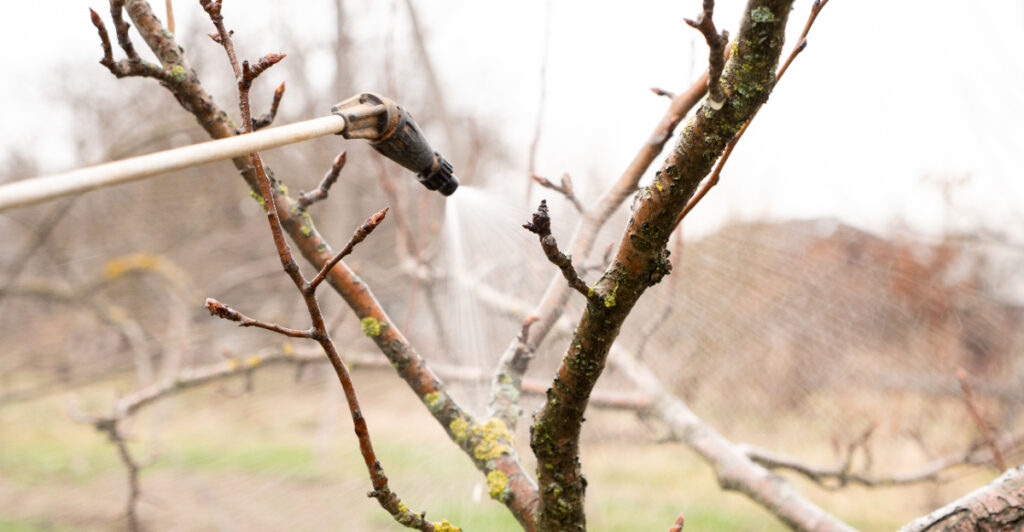 8 Fruit Trees That Should Be Sprayed Before Bud Break In Arizona