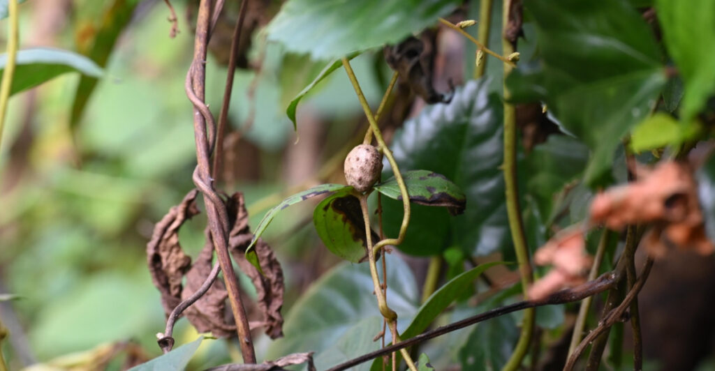 8 Invasive Plants Are Quietly Destroying South Florida Landscapes