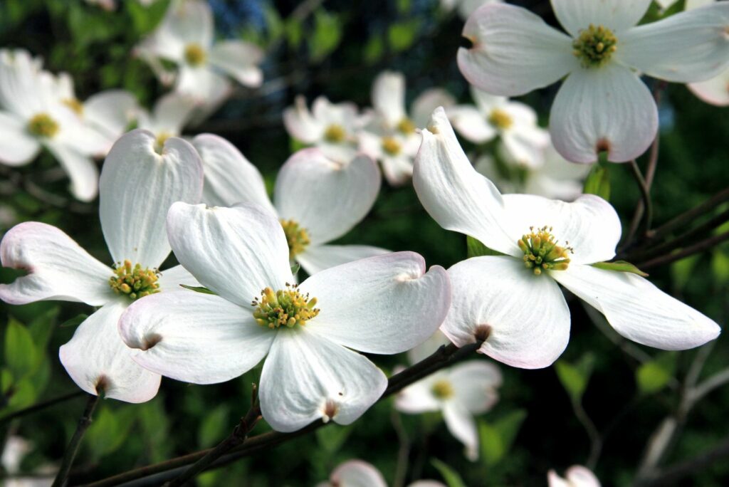 8 Native Trees Perfect For North Carolina Backyard Landscapes