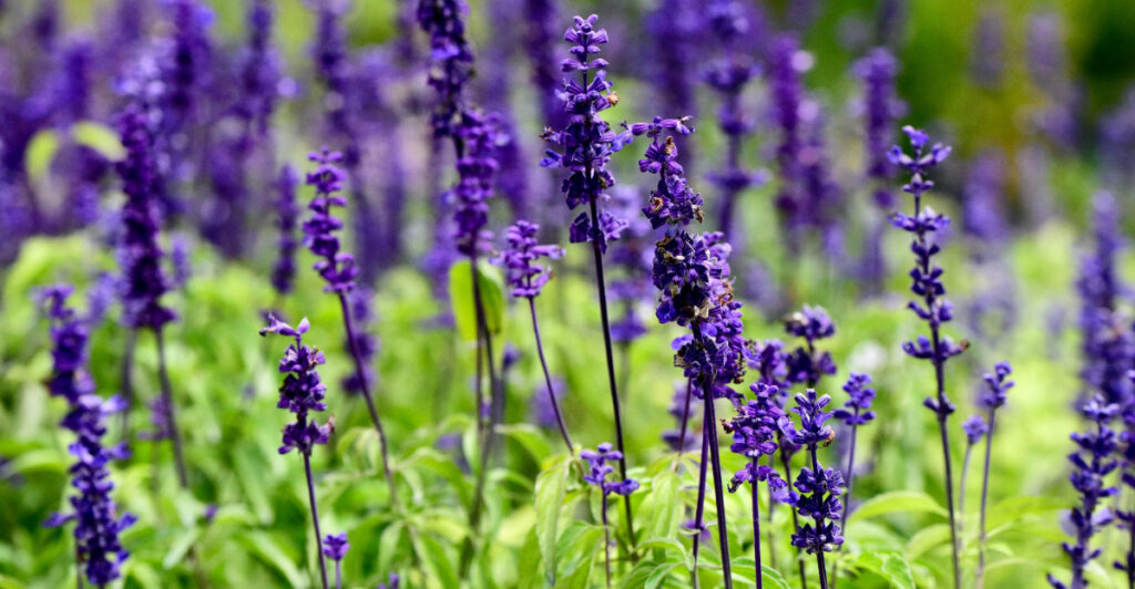 8 Purple Plants That Steal The Spotlight In Georgia Flower Beds