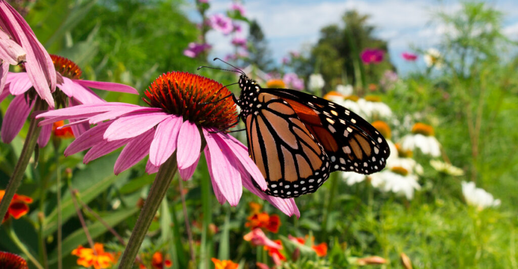 8 Simple Ways To Turn Your Georgia Garden Into A Pollinator Zone