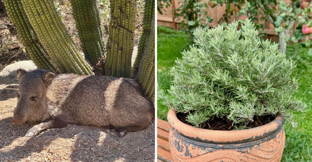 8 Smart Ways Arizona Gardeners Keep Javelinas Away From Their Plants
