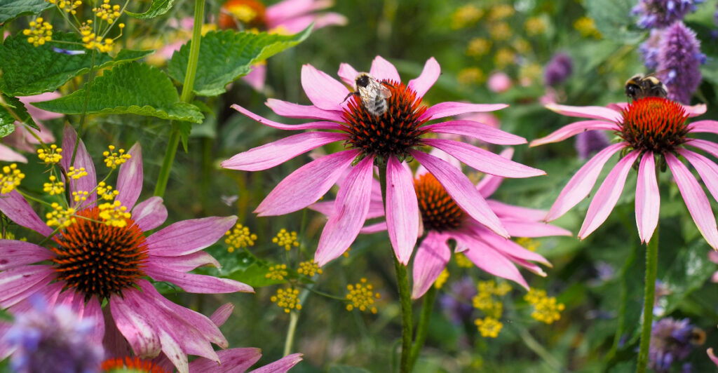 8 Sustainable And Native Landscaping Tips Georgia Yards Need Before Spring