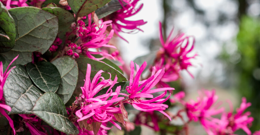 9 Evergreen Shrubs That Keep Georgia Yards Colorful All Year