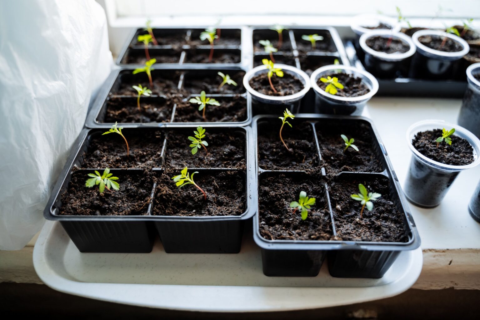 9 Garden Vegetables Not Worth Growing From Seed This Season In Ohio