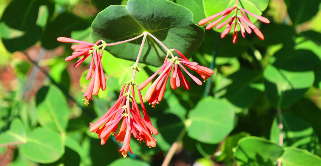 9 Low Maintenance Native Plants For Georgia Landscapes In 2026